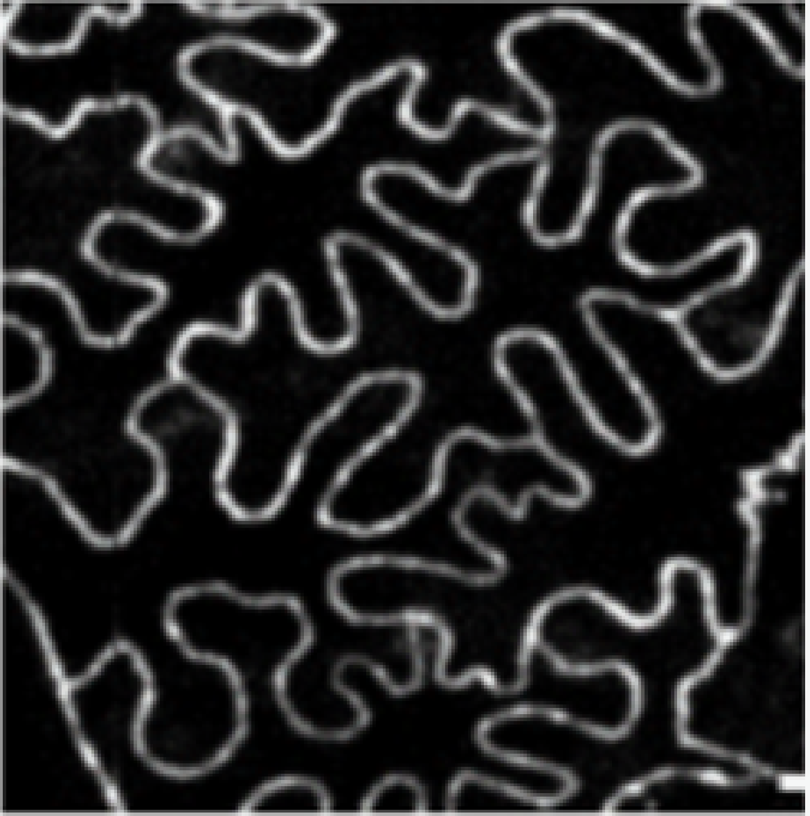 Cell and Tissue Morphogenesis - Institut Fresnel