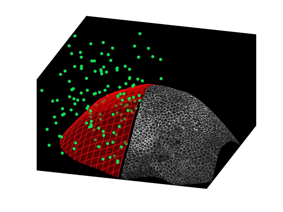3D Fluorescence microscopy - Institut Fresnel